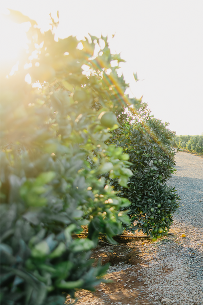 Buy Orange Trees Online - Novelty Farming